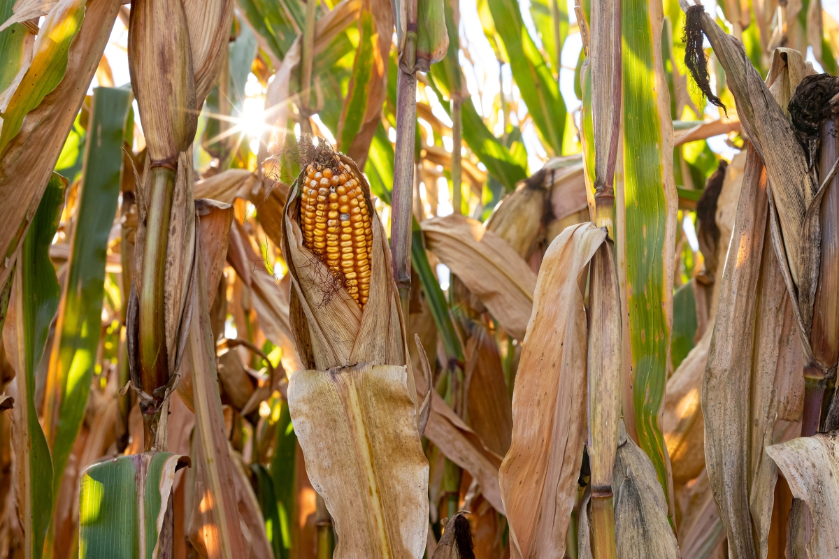 IP Crop Network: September 9 report - U.S. Identity Preserved Alliance